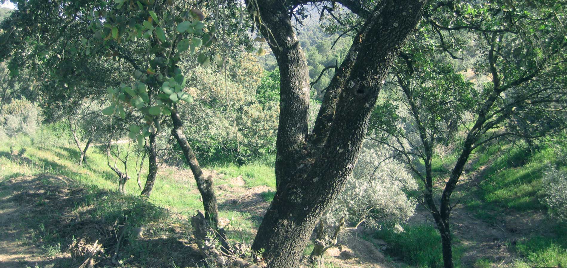 Pruning for power lines - Sando